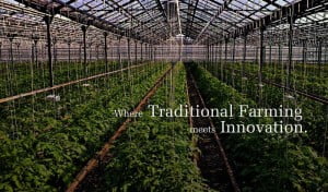 Origin Organic Farms - about.spud.com