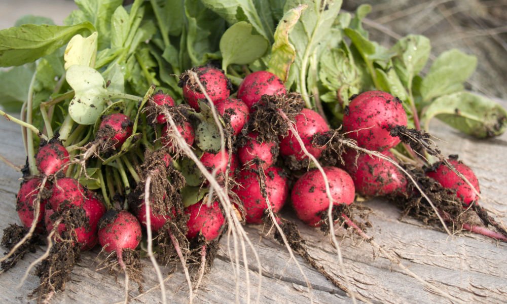 Radishes - The Unappreciated Brassica - SPUD.ca