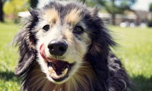 Eight Human Foods Your Dog Should Eat! - SPUD.ca
