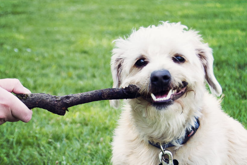 6 HUMAN FOODS YOUR DOG CANNOT EAT - about.spud.com