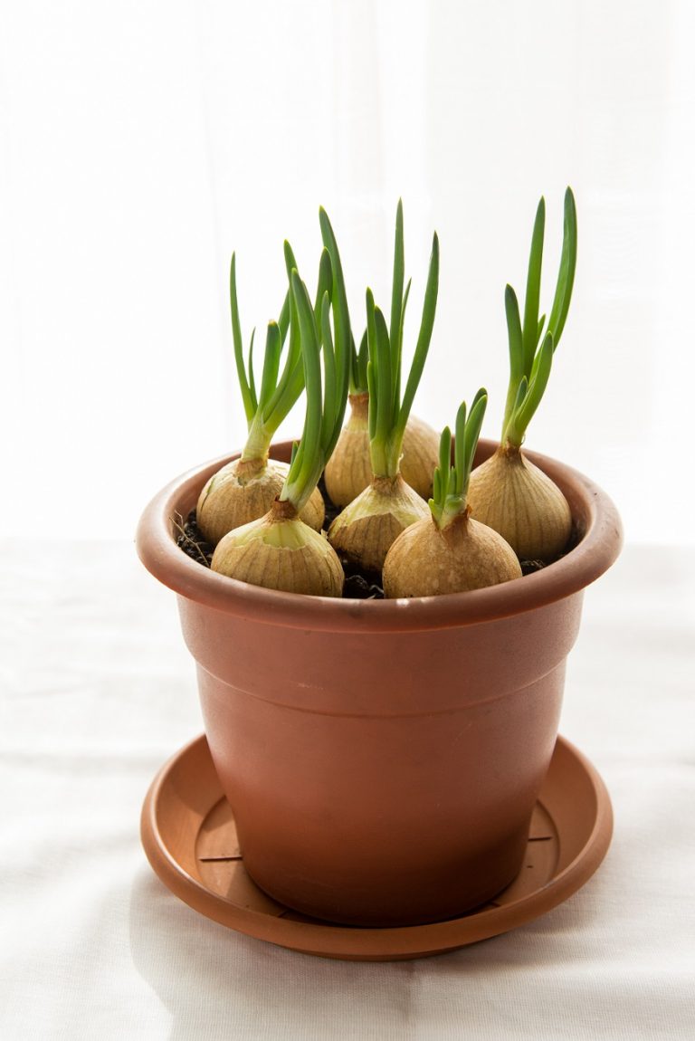 10 Vegetables You Can Regrow From Scraps - SPUD.ca
