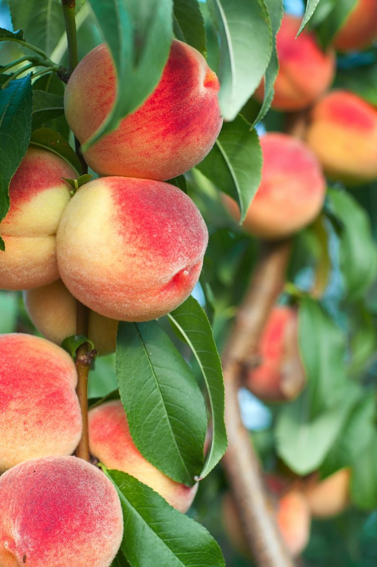 What's The Fuss About Fuzz: Why Do Peaches Even Have Fuzz?! - SPUD.ca