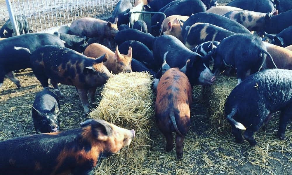 Get To Know Your Farmer: 4K Farms in Swalwell, AB - SPUD.ca