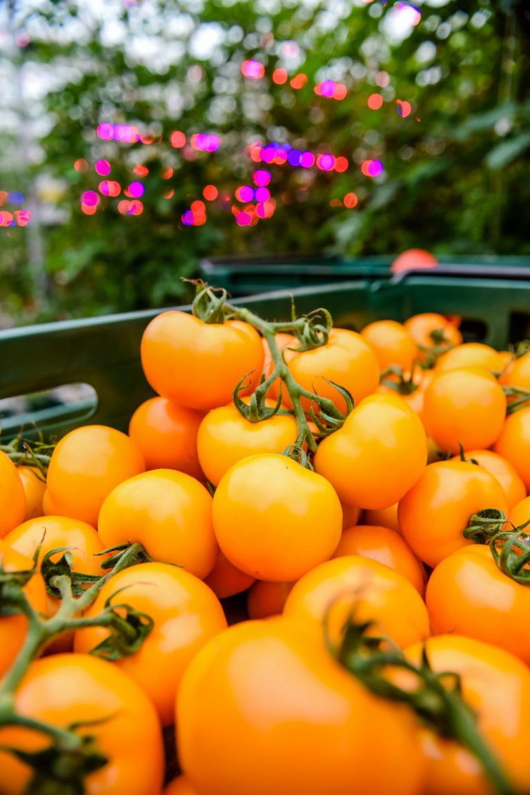 Meet Your Farmers: Gull Valley Greenhouses | SPUD.ca