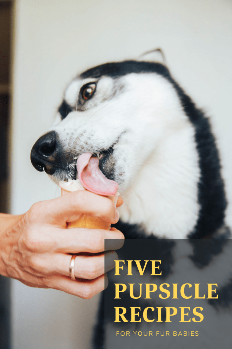 5 Pupsicles Your Fur Babies Can Enjoy This Summer | SPUD.ca
