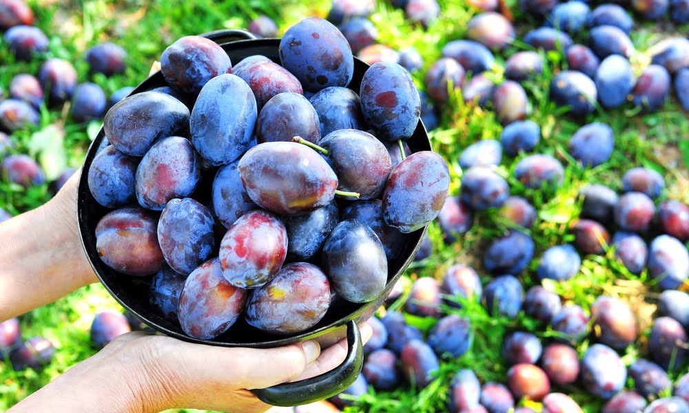 5 Ways To Use Plums | SPUD.ca